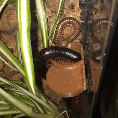 Gecko Food Ledge Bowls & Spoon Kit Choice of Colours 3D Printed - Etsy