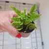 Golden Zebra Variegated Bamboo Fern Plant Starter Low Light House ...
