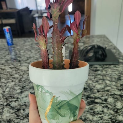 Printable Bangla Alphabet 50 Worksheets Homeschooling Bangla Practice ...