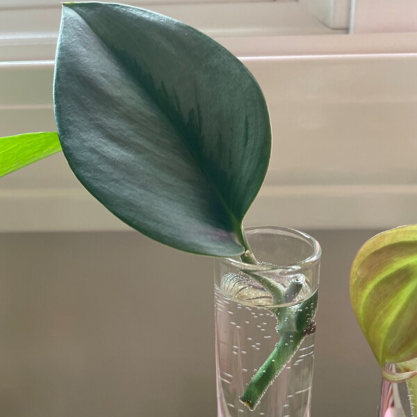 Moonlight Pothos, Scindapsus Treubii Moonlight, Sterling Silver Plant ...