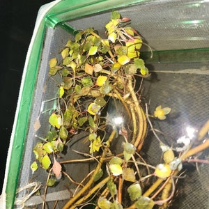 Java Fern Black Forest Hardy Leaf Pot Freshwater Live Aquarium - Etsy