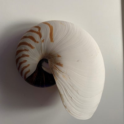 Large Chambered Nautilus Sea Shell Rare Natural Display Specimen ...