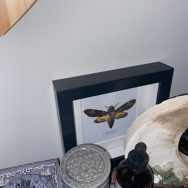 Deaths Head Hawkmoth (acherontia Atropos) Real Insect Framed. Death ...