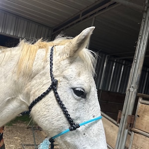 Black With Turquoise Lariat Rope Nose Muletape Halter With Matching 8 ...