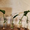 Manjula Pothos Cutting Plant Cutting Pothos Cutting Single Node ...