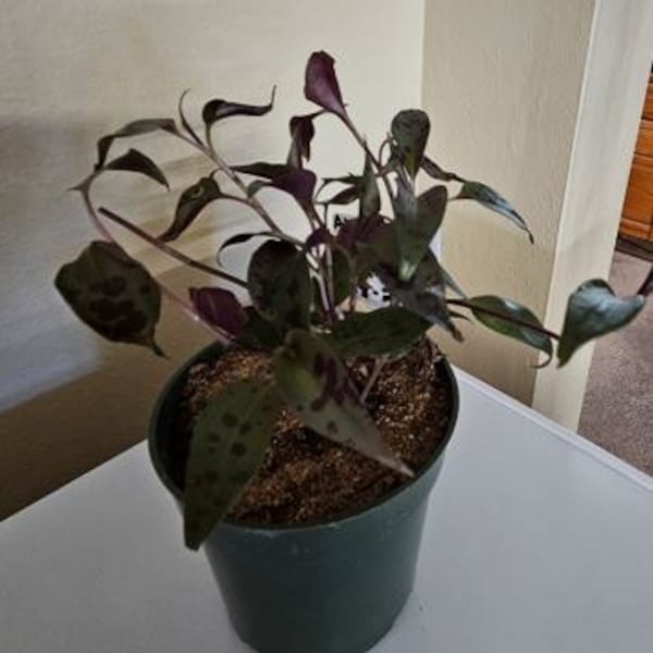 Five Rare Tradescantia Tinantia Pringlei (aka Mexican Speck) Cuttings ...