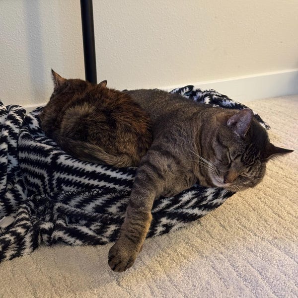 Cat Scratching Post With Recycled Cardboard Inserts - Adjustable ...