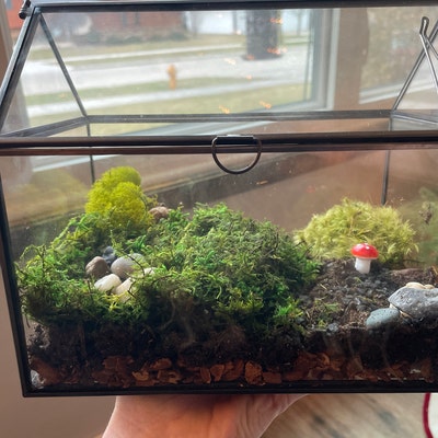 THE Kit DIY Terrarium Kit All You Need is the Container - Etsy