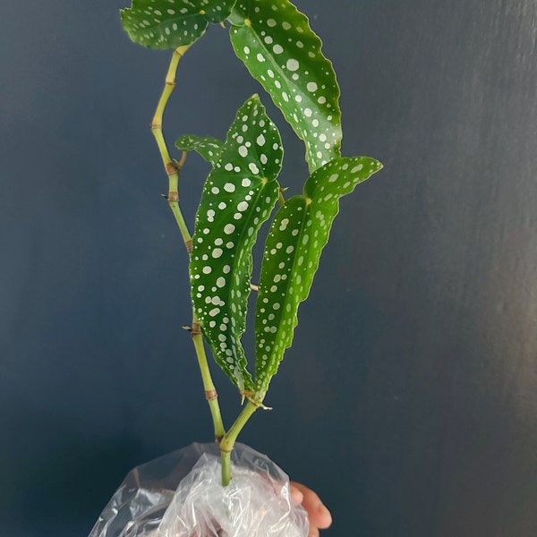 Live Angel Wing Begonia "my Special Angel" Starter House Plant - USA ...