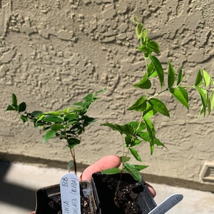 Rollinia Deliciosa Biriba Potted PLANT Tropical Tree - Etsy