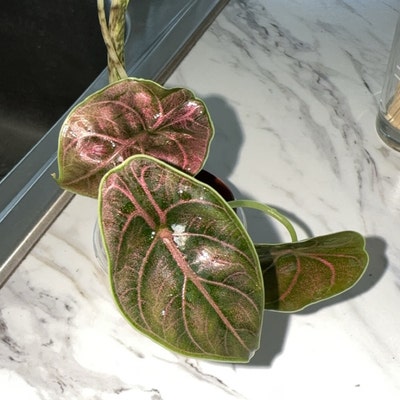 Alocasia Sabrina Starter Plant ALL PLANTS Require You to Purchase 2 ...