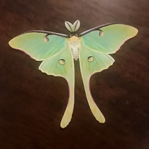 Medium Luna Moth Paper Cutouts, Realistic Paper Moths, 5 Pieces, One ...