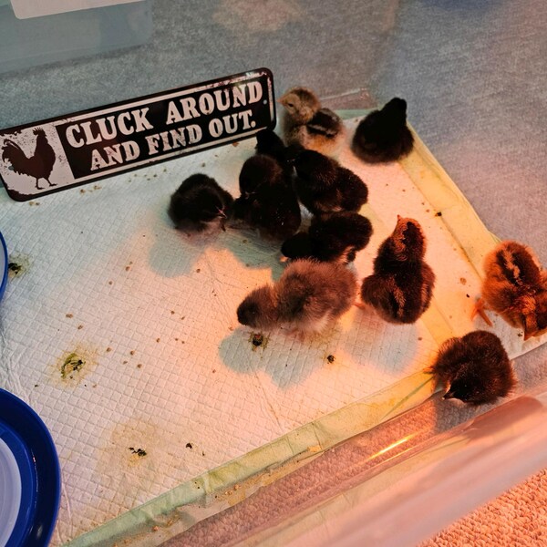 Cluck Around and Find Out Funny Chicken Coop Sign - Outdoor Safe Hen ...