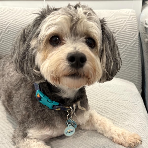 Custom Emotional Support Animal ID Tag, Personalized ESA Badge for Dogs ...