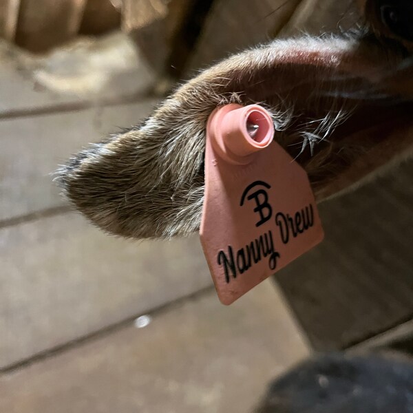 Custom Engraved Livestock Ear Tag - Laser Engraved Goat Pig Sheep Ear ...
