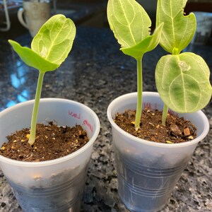 Korean Gochu Pepper Seeds - Etsy