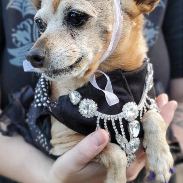 Pet Tiara Crown: Silver Pearl Crystal Cat Dog Necklace - Etsy