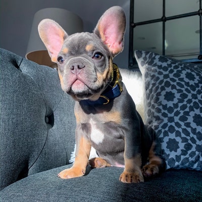 Solid Navy Dog Collar Solid Navy Cotton Fabric Dog Collar Fashion Dog ...