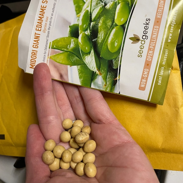 Midori Giant Edamame Seeds - Heirloom Seeds, Organic Soybean, Japanese ...