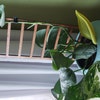 Ladder Arch Indoor Plant Trellis 3 Sizes for 2-6 Pots Mini & Small Wood ...