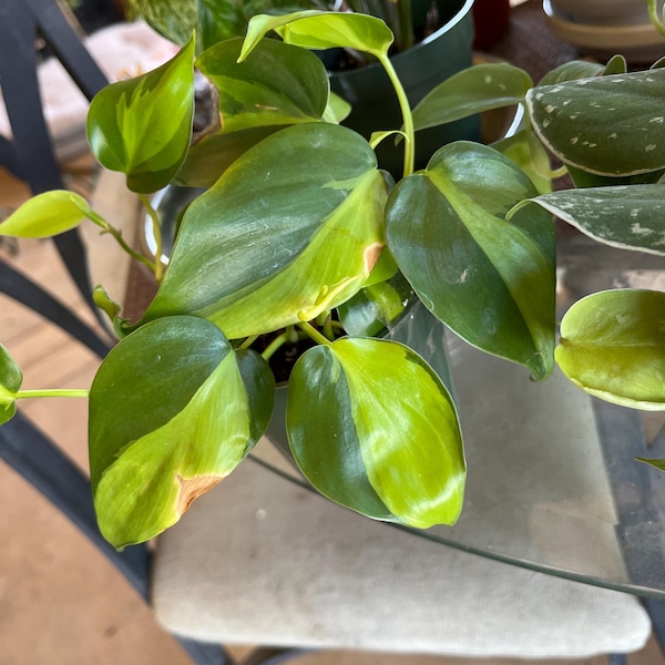Rare Brazilian Philodendron in 4" Nursery Pot- Philodendron Brazil ...