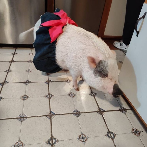 Skirt & Matching Bow Neck-band! Mini Pig Clothes, Pot Belly Pig Clothes ...