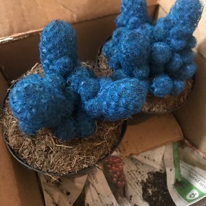 Blue Desert Gems Cacti Rare Succulent Cactus Plant | Etsy