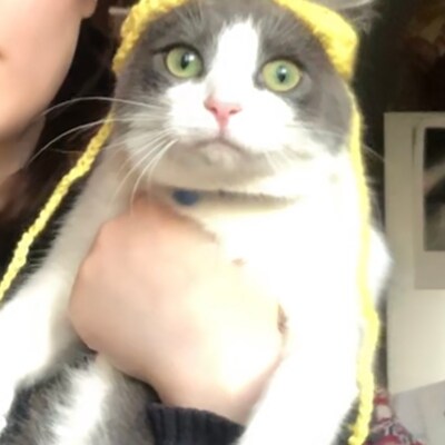 Crochet Lemon Hat for Cats - Etsy UK