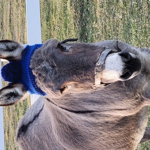 Two-color Hat - Mini Donkey - Etsy