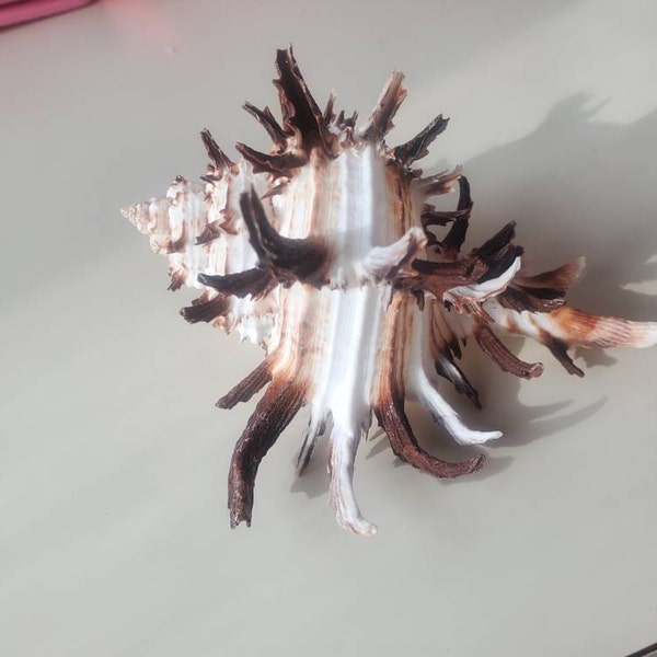 Murex Endiva Shell: Long Spine Seashell for Beach Wedding Decor - Etsy