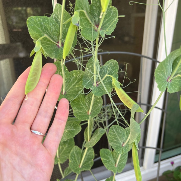 Spring Blush Pea Seeds, Pink and Green, Pisum Sativum PI0525 - Etsy
