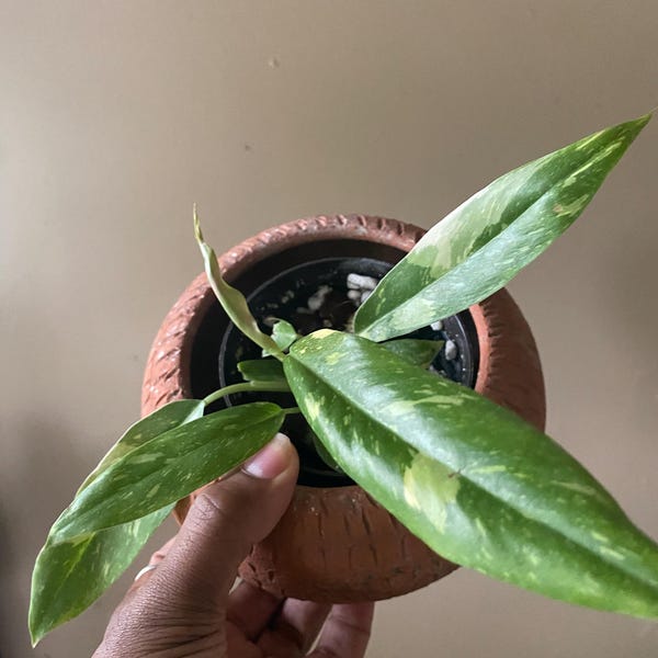 Philodendron Ring of Fire Starter Plant (ALL STARTER PLANTS Require You ...