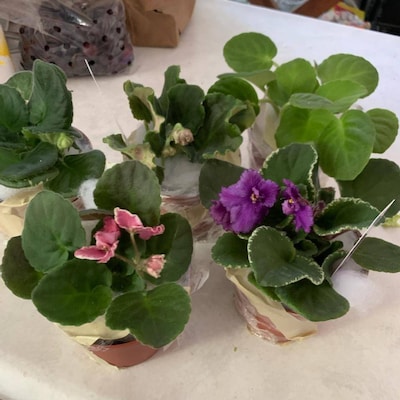 Live House Plant Bloom Harmonys African Violet wranglers Banjo Dancing ...
