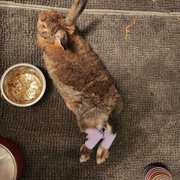 DIGITAL DOWNLOAD PLANS for Luxury Bunny Cubby | Rabbit Cat Home Base ...