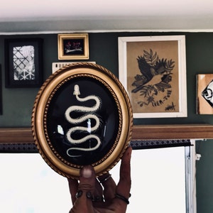 PREORDER Frame Real Skeleton Snake Taxidermy Curiosities Oddities Old ...