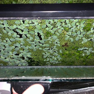 Three Type of Floating Plant Combo amazon Frogbit, Red Root Floater ...