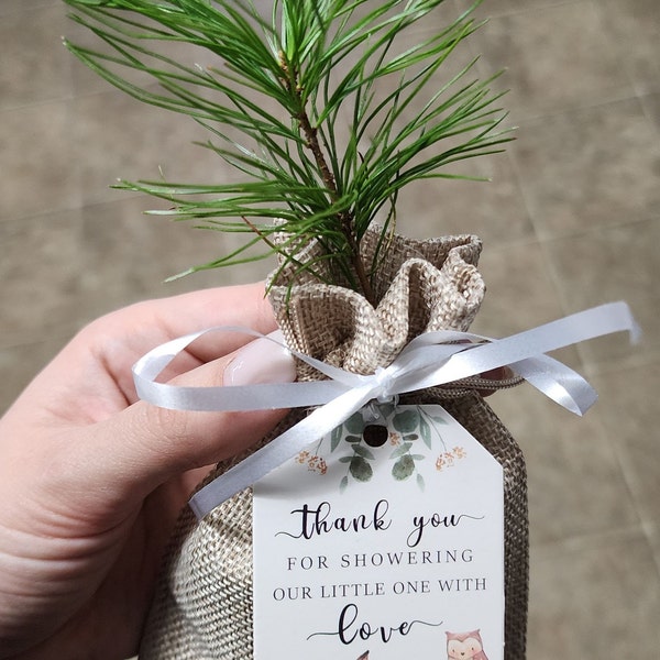 Wedding Favors (48) Evergreen Pine Starter Seedlings Bundle DIY - Year ...