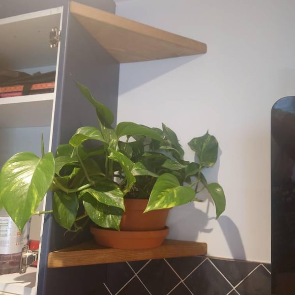 Wooden Letterbox Basket for Front Door / Pet Post Guard Cage / Handmade ...