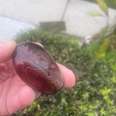 RARE LARGE 10-12cm Natural Craft Conch Shell Corn Conch Sea - Etsy