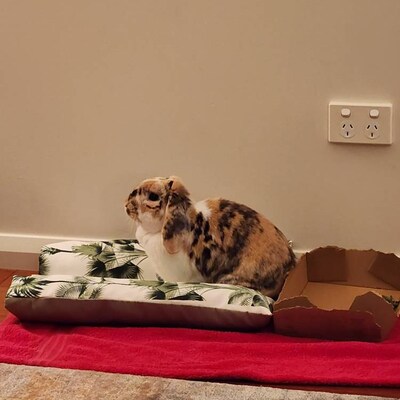 Digital Download Plans for Luxury Bunny Cubby Free Roam Bunnies Cat ...