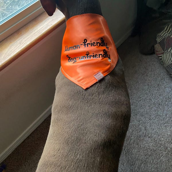 Concha Dog Squeaky Toy, Concha Toy, Mexican Sweet Bread Toy ...