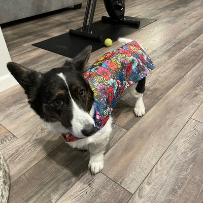 Corgi Rain Jacket - Etsy