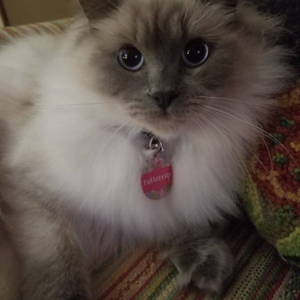 Cat Collar With Bell - Kitten Collar - Adjustable Breakaway Collar ...