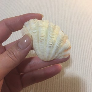 Shell Bits & Pieces Shards Beach Sand Tiny Little Shells for - Etsy