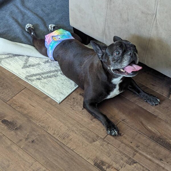 No Tail Hole Dog Diapers, Washable, Ultra Absorbent & Adjustable Waist ...