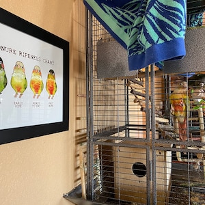Conure Ripeness Chart Poster - Etsy