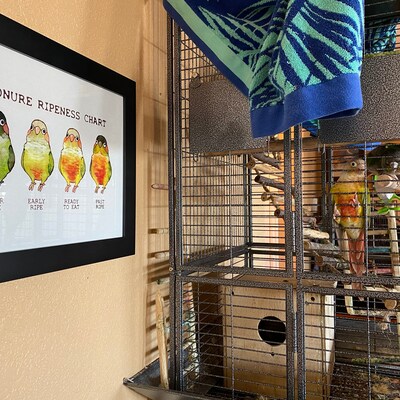 Conure Ripeness Chart Poster - Etsy