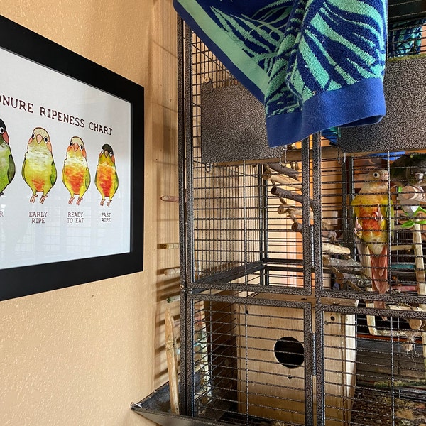 Conure Ripeness Chart Poster - Etsy