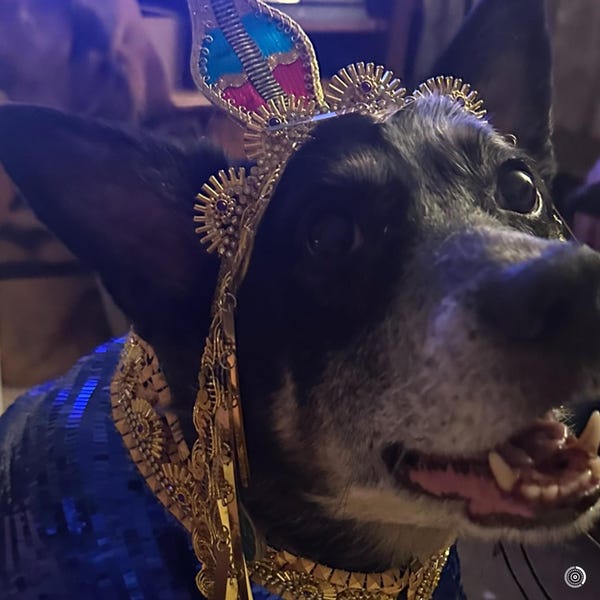 Cleopatra, Egyptian, Halloween Costume for Large Dogs, Cosplay ...