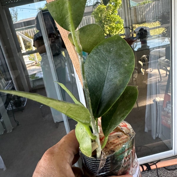 Hoya Keysii (hoya Australis) 1yo Plant With 5-6 Leaves Well Rooted ...
